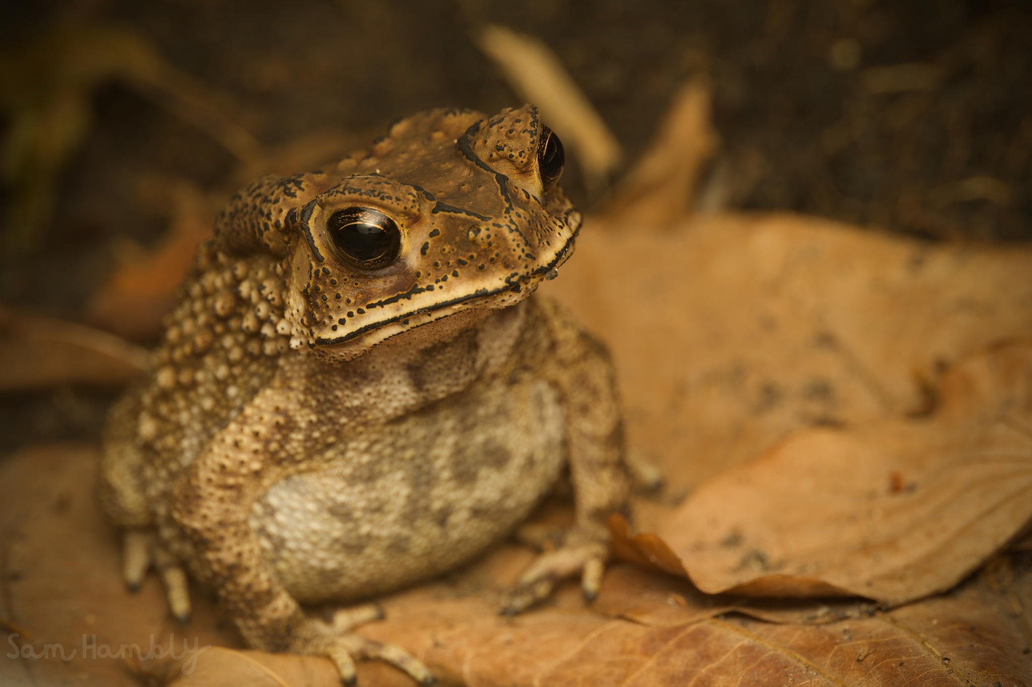 Banded Bullfrog