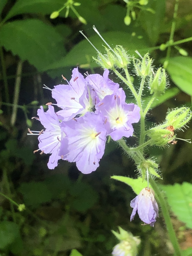 great waterleaf in May 2022 by Milo Pyne · iNaturalist
