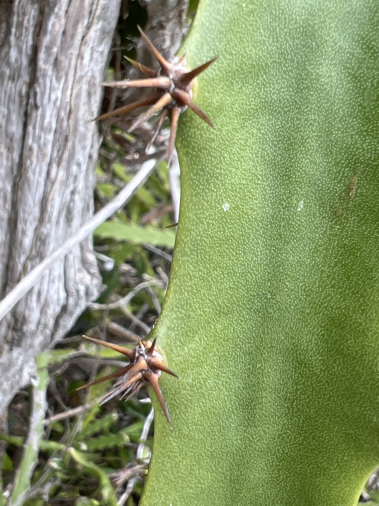 Selenicereus triangularis (L.) D.R.Hunt