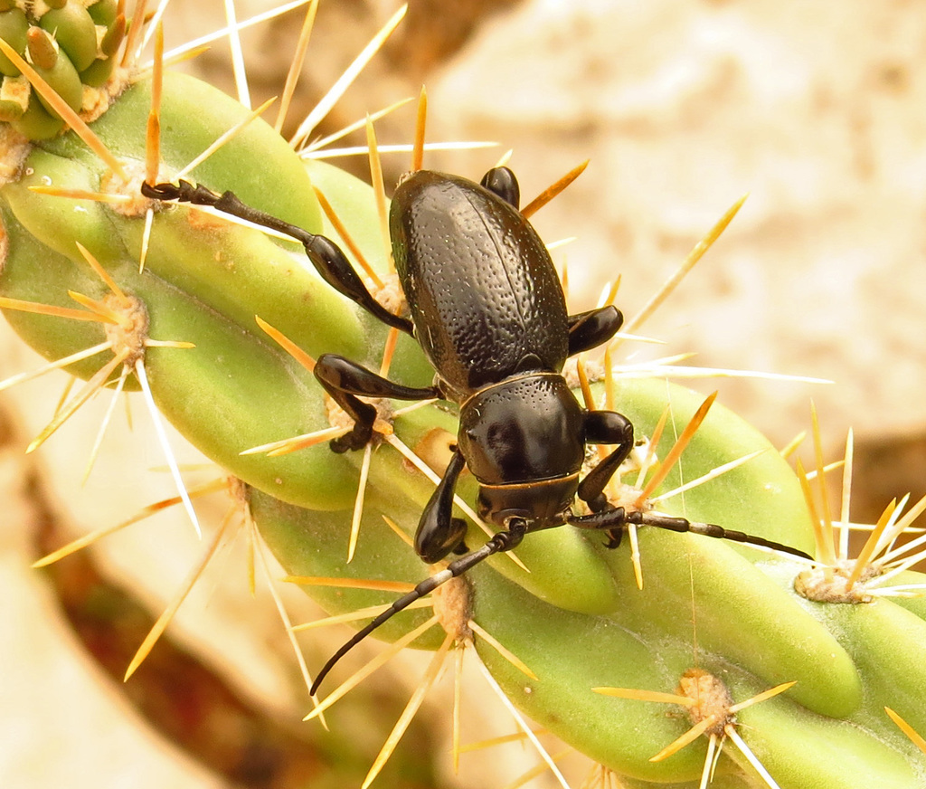 Black Cactus Longhorn Beetle from Langtry, TX 78871, USA on April 28 ...