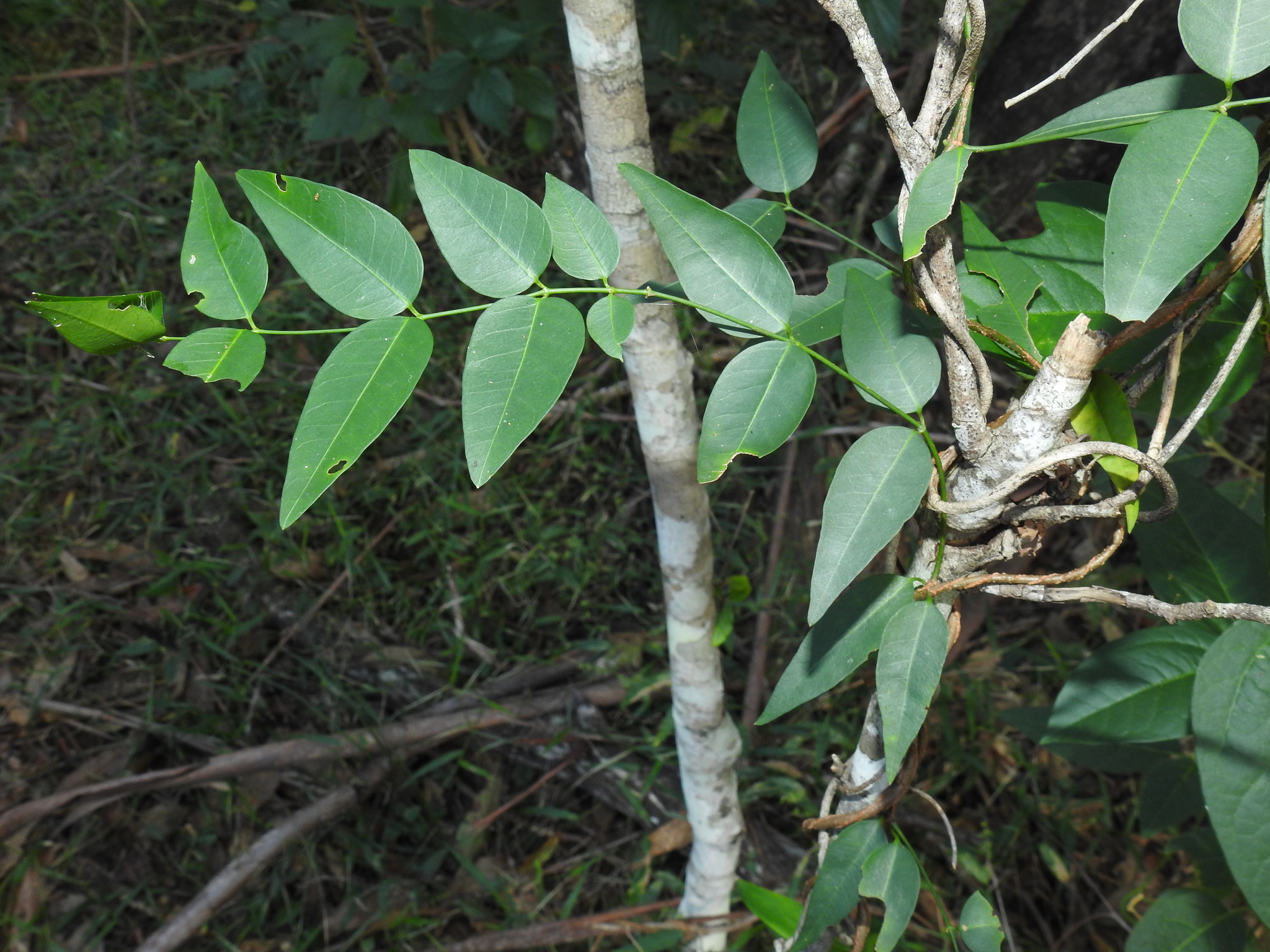 Secamone elliptica R.Br.