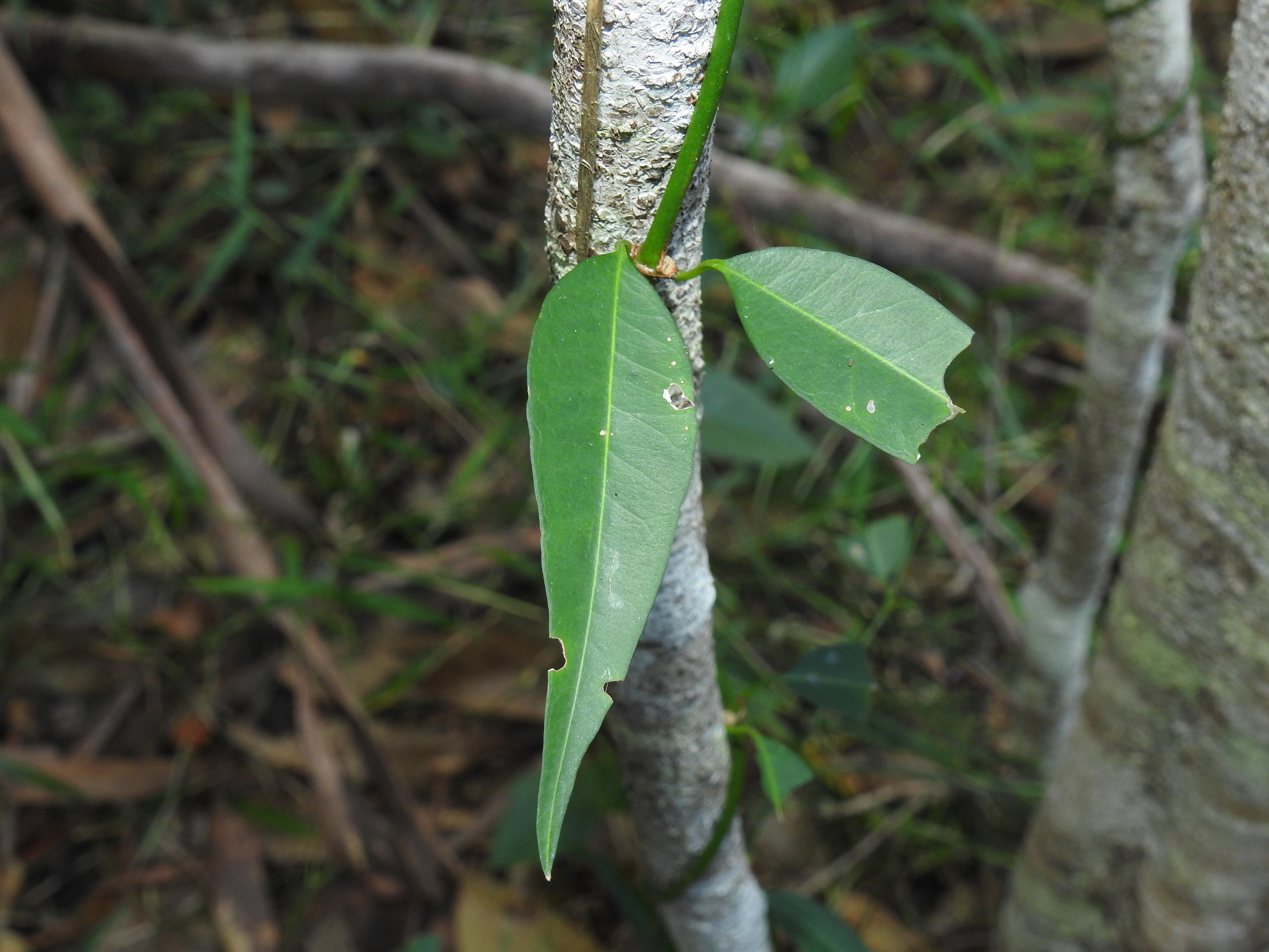 Secamone elliptica R.Br.