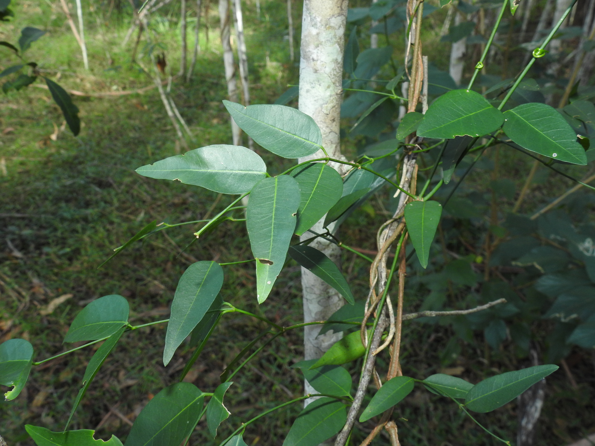 Secamone elliptica R.Br.