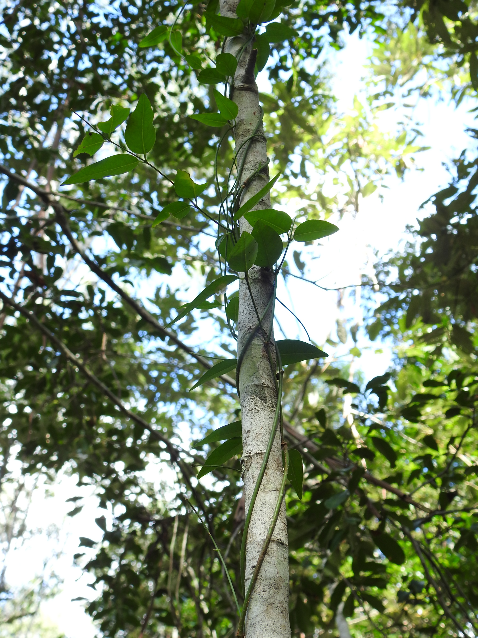 Secamone elliptica R.Br.
