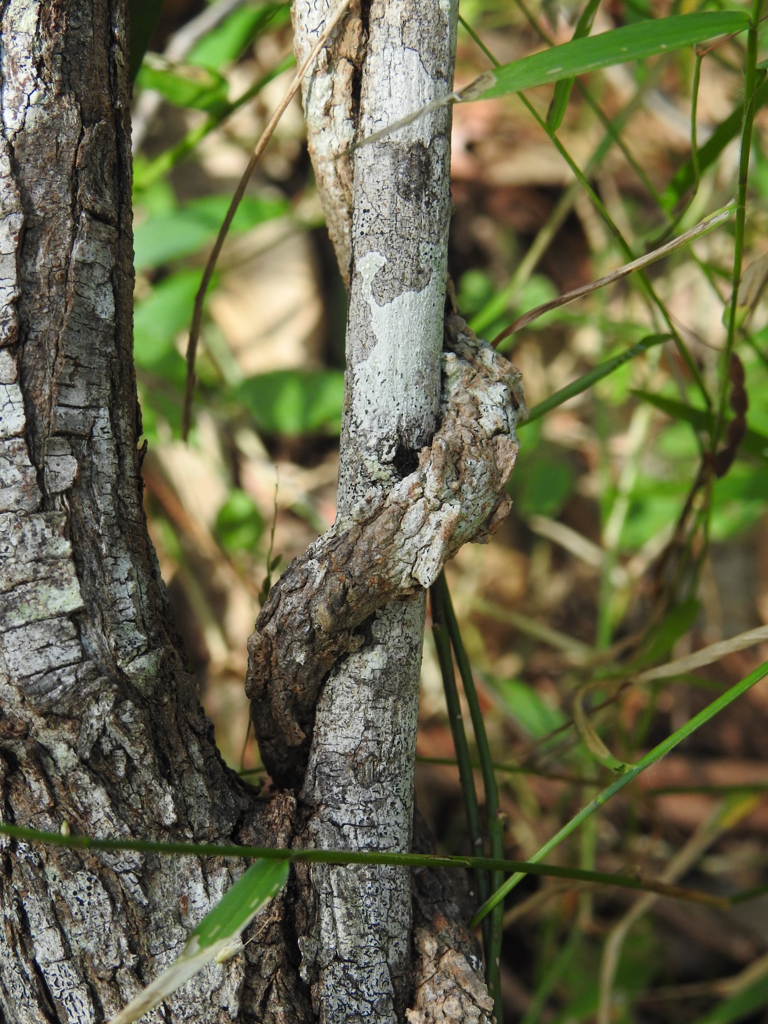 Secamone elliptica R.Br.