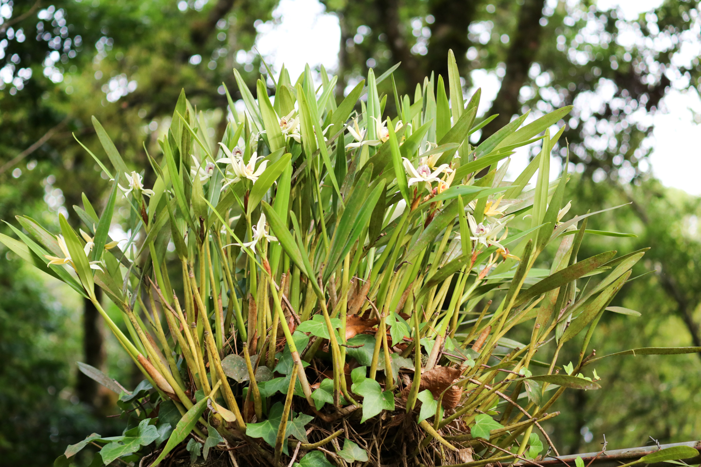 Prosthechea baculus (Rchb.f.) W.E.Higgins