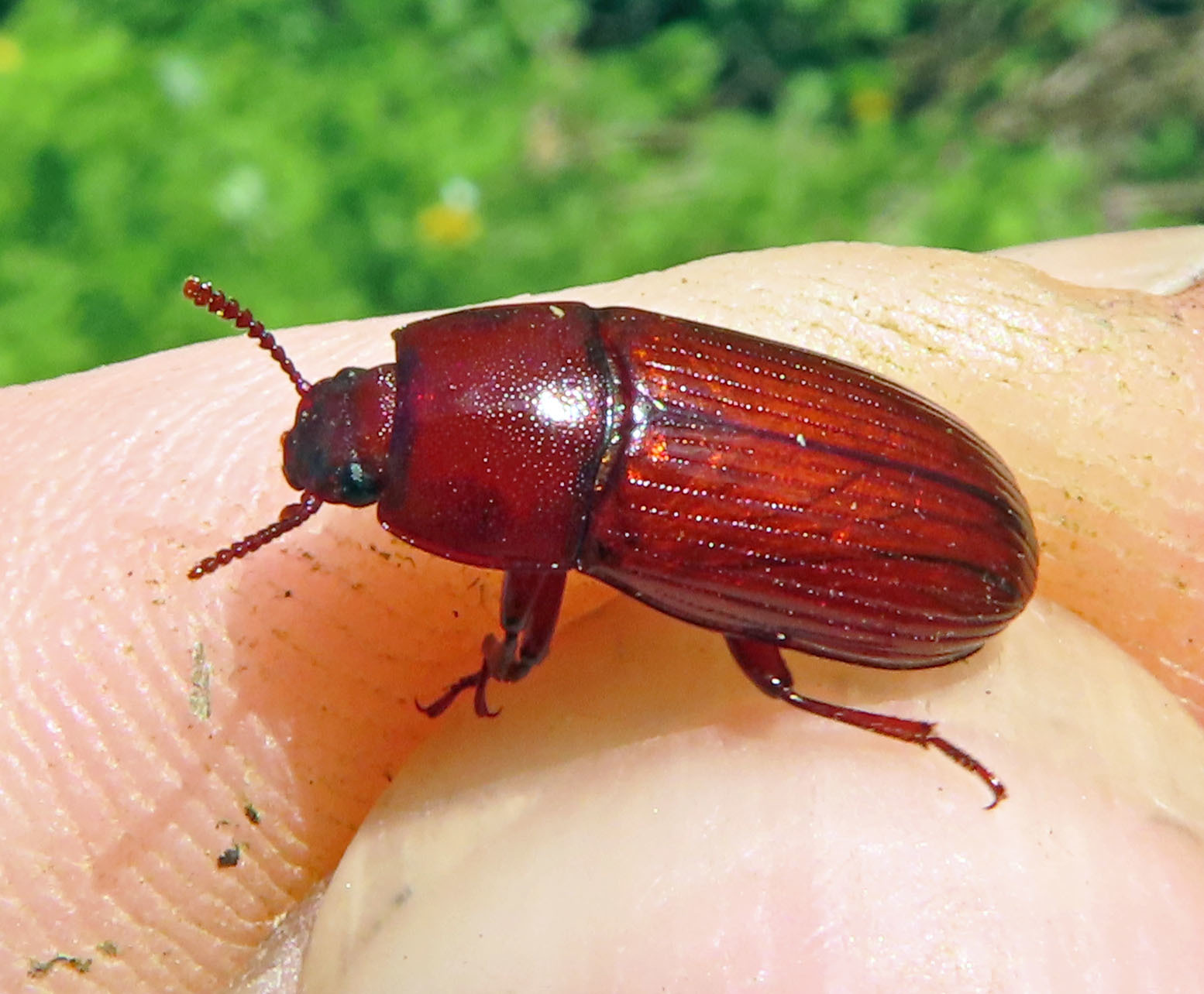 Uloma culinaris (Linnaeus, 1758)