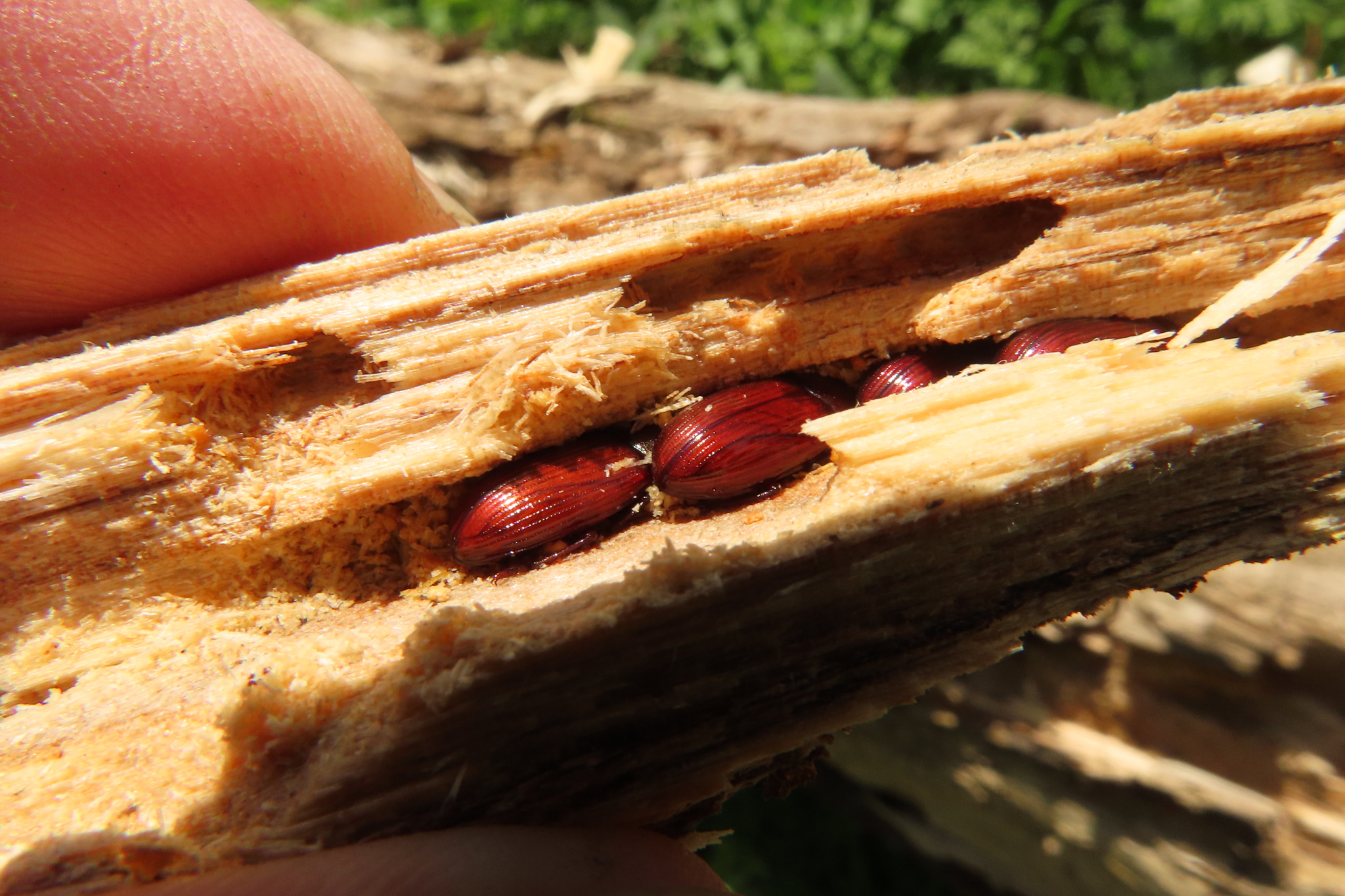 Uloma culinaris (Linnaeus, 1758)