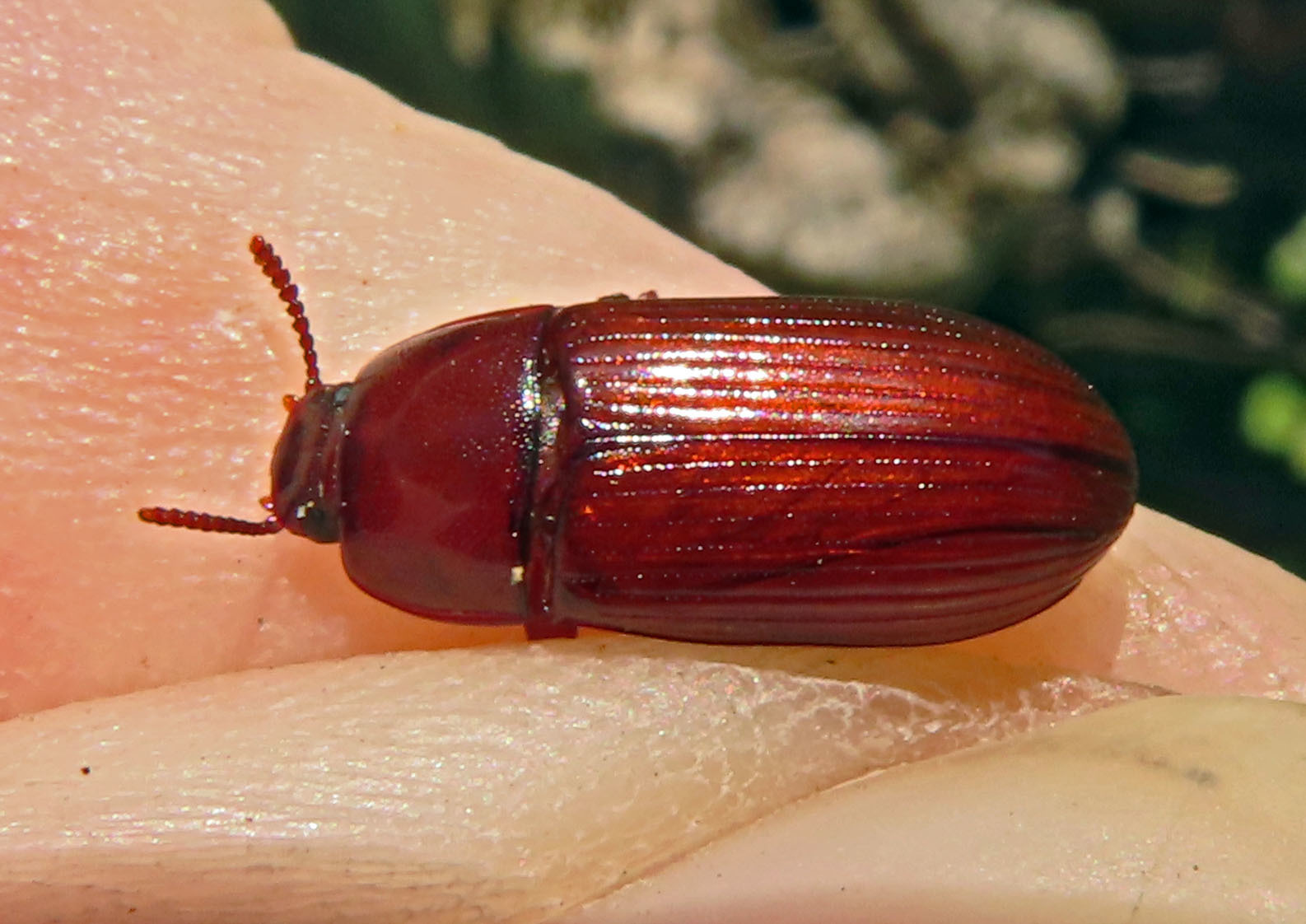 Uloma culinaris (Linnaeus, 1758)