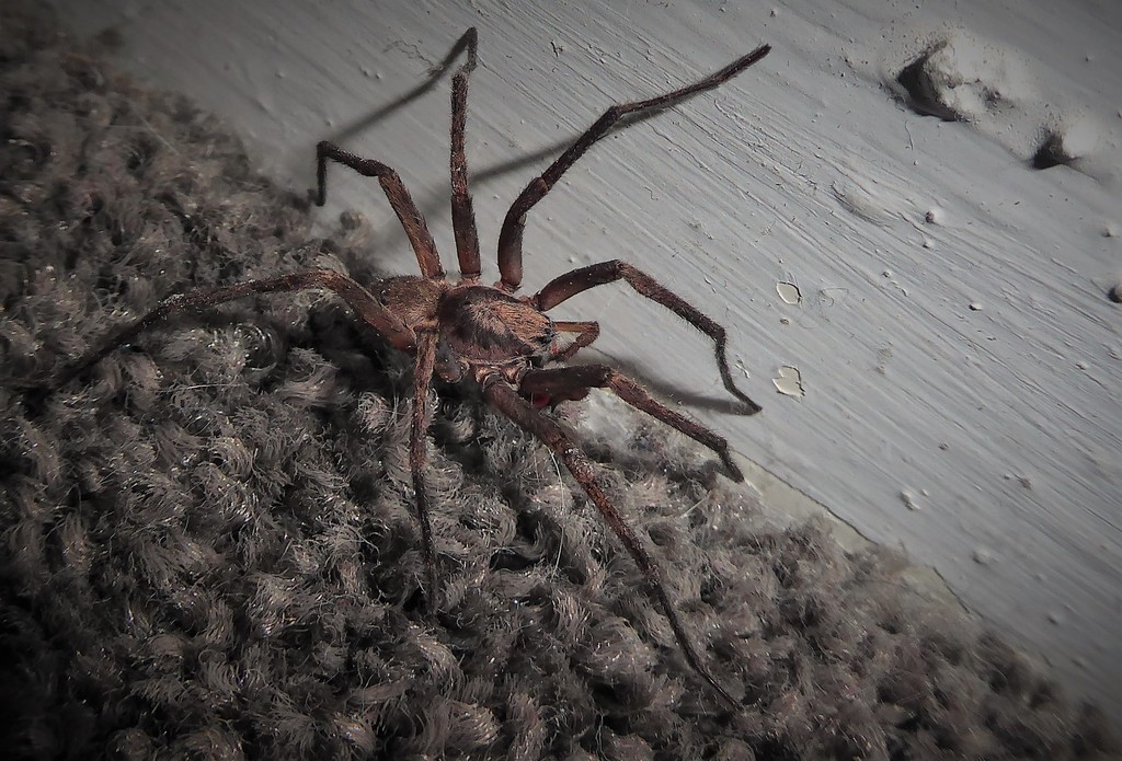 Large Brown Vagrant Spider from Waikouaiti, New Zealand on May 2, 2022 ...