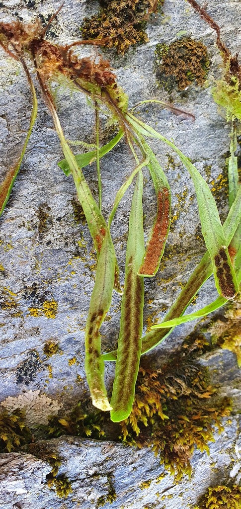 Strap fern from Kakapotahi, New Zealand on April 29, 2022 at 03:35 PM ...