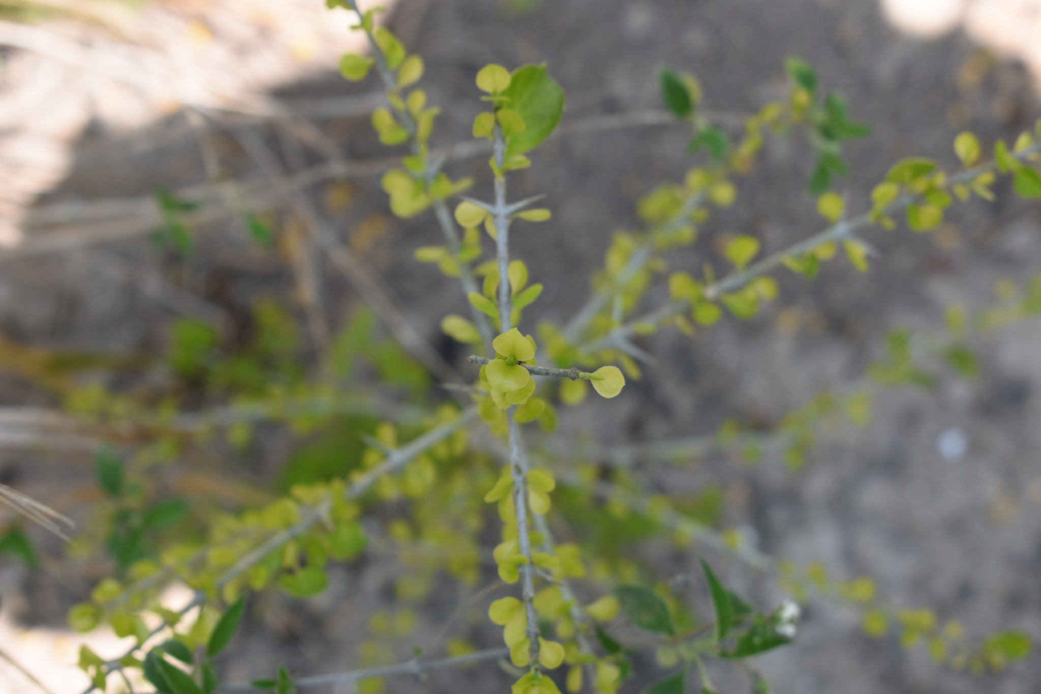 Randia obcordata S.Watson