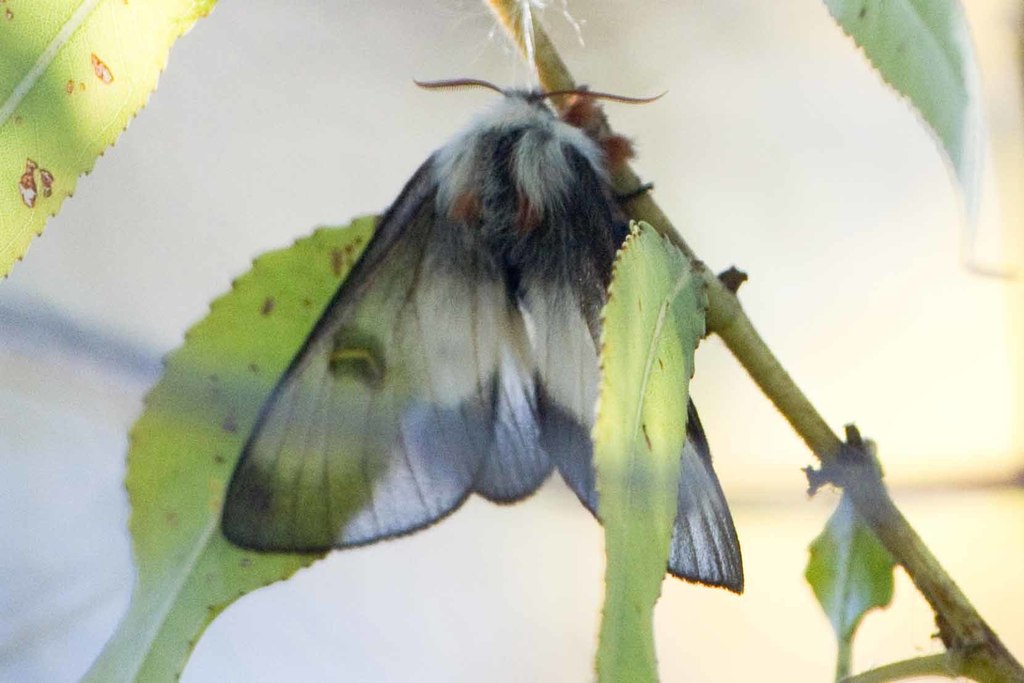 Nevada Buck Moth (Denver-Boulder Metro Area: Butterflies and Moths ...