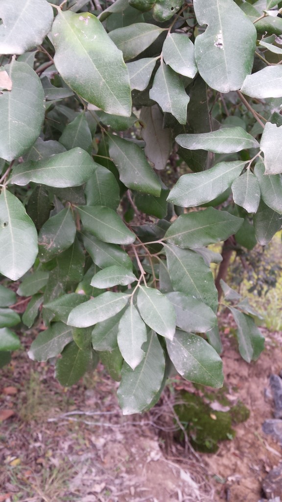 Guioa in July 2016 by pcopping_ecp · iNaturalist