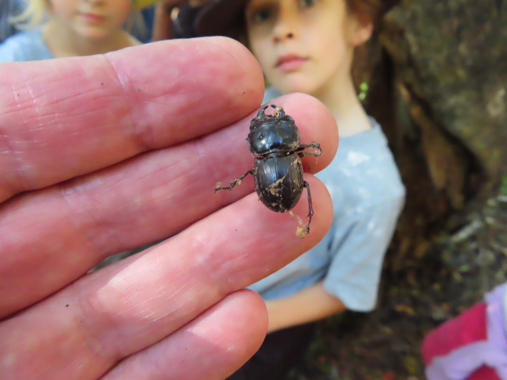 Helms's Stag Beetle from Omaui 9877, New Zealand on May 04, 2022 at 12: ...