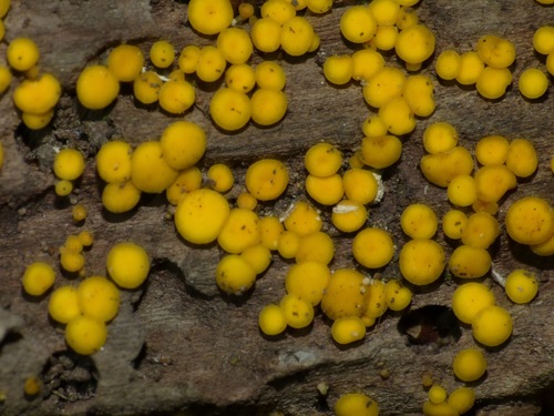 Observations by steve_kerr · iNaturalist