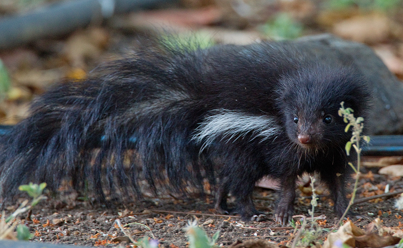 Skunks and Stink-badgers (Mephitidae) - Know Your Mammals