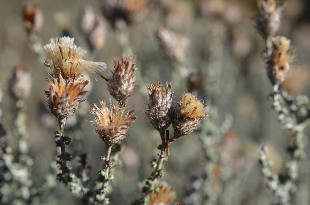 Grey Crowndaisy from Cape Winelands, South Africa on April 30, 2022 at ...