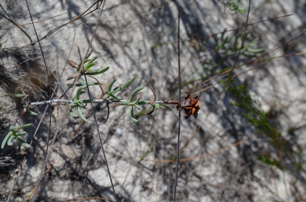 Lampranthus schlechteri from Cape Winelands, South Africa on April 30 ...