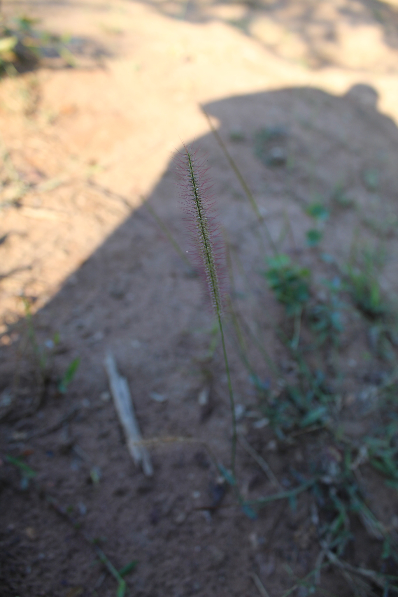 Perotis patens Gand.