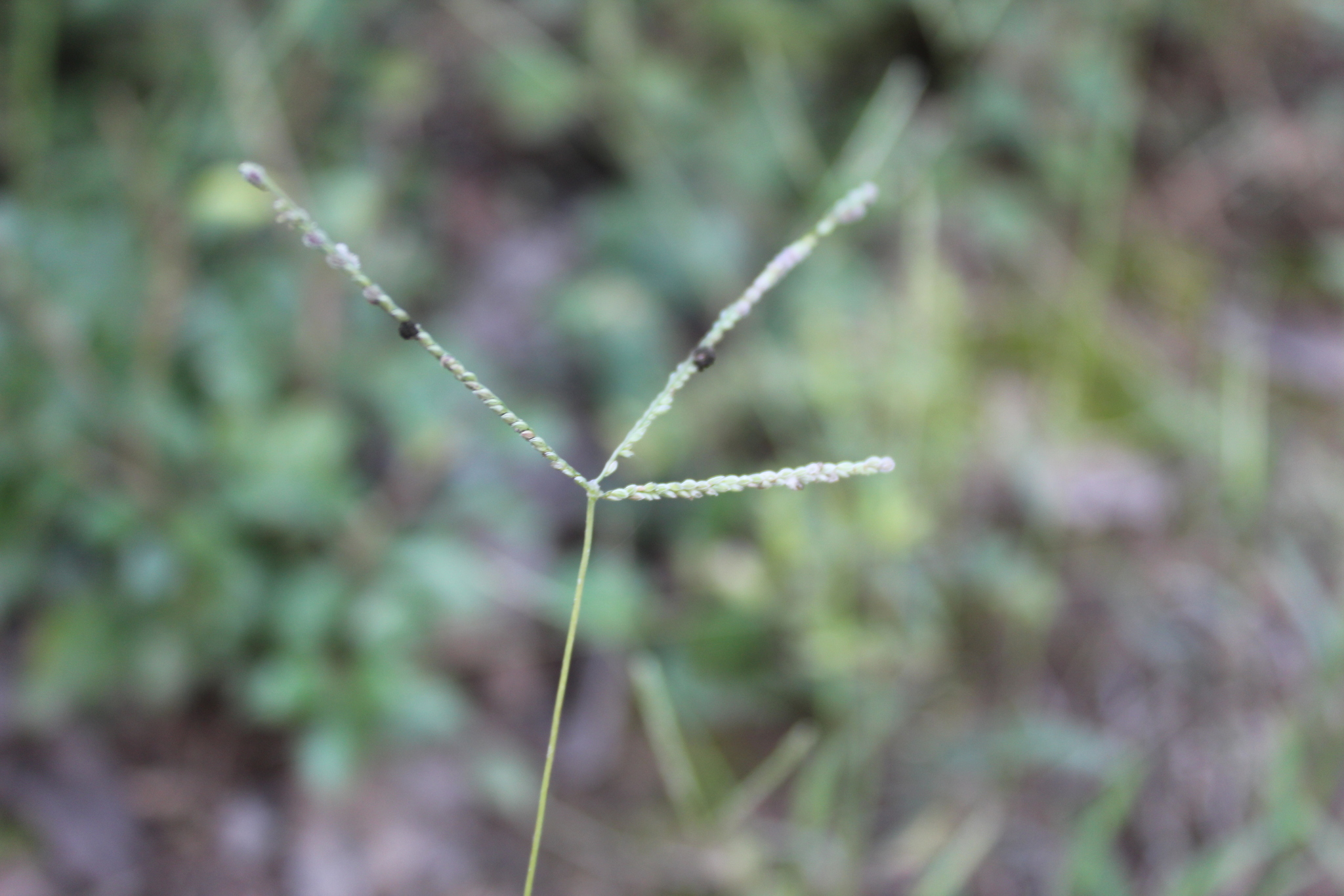 Digitaria longiflora (Retz.) Pers.