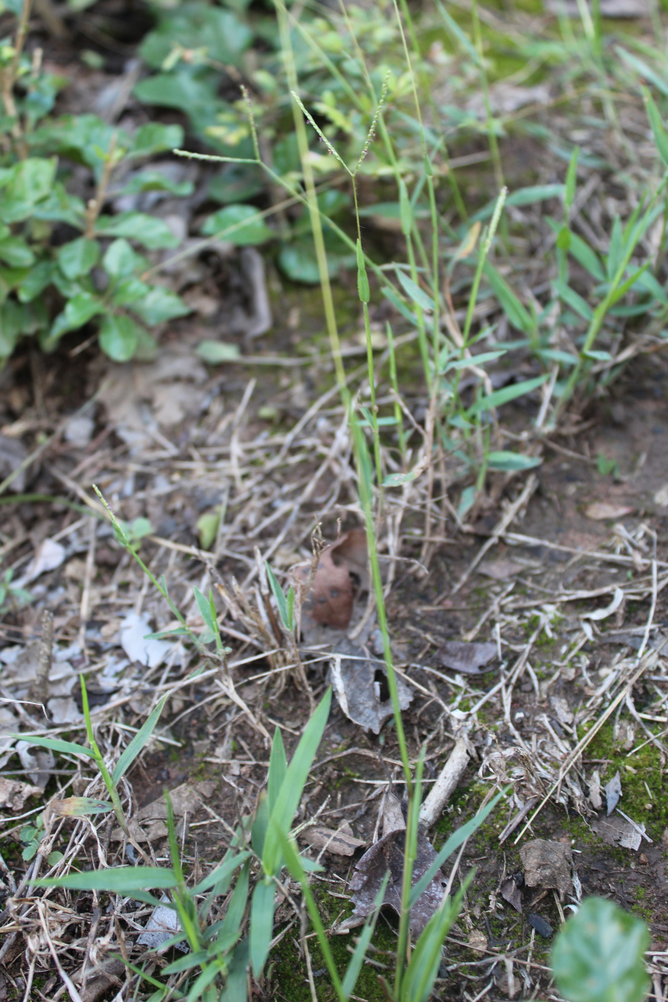 Digitaria longiflora (Retz.) Pers.
