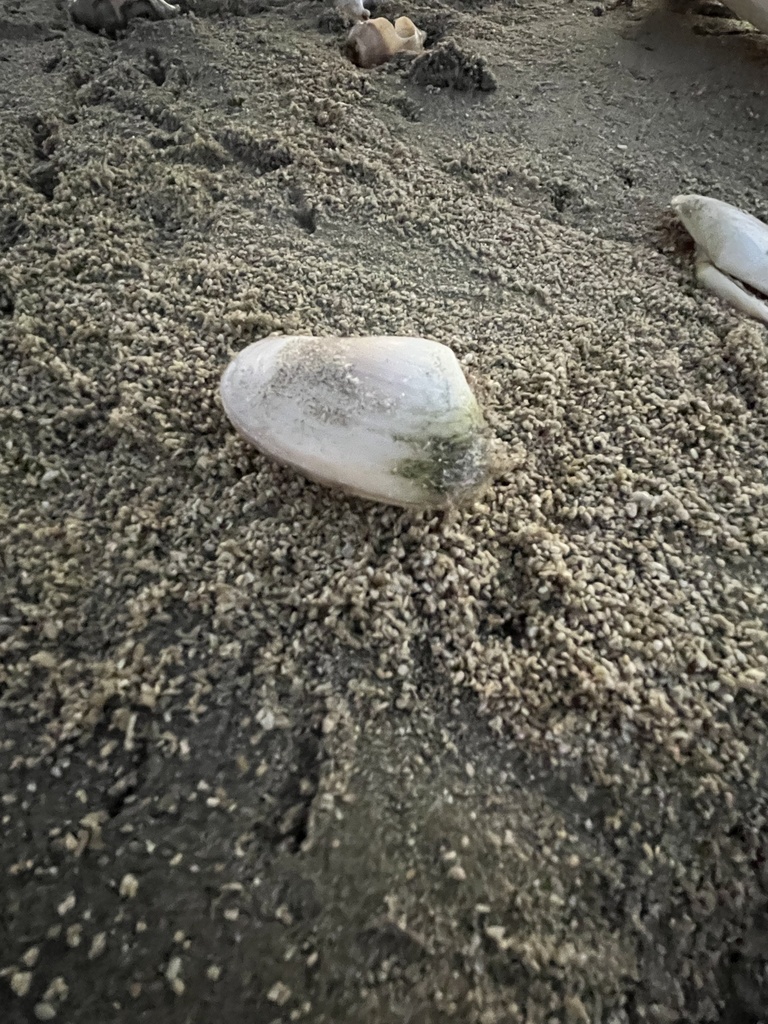 Tuatua from Bay of Plenty, Bay of Plenty, NZ on May 5, 2022 at 05:41 PM ...