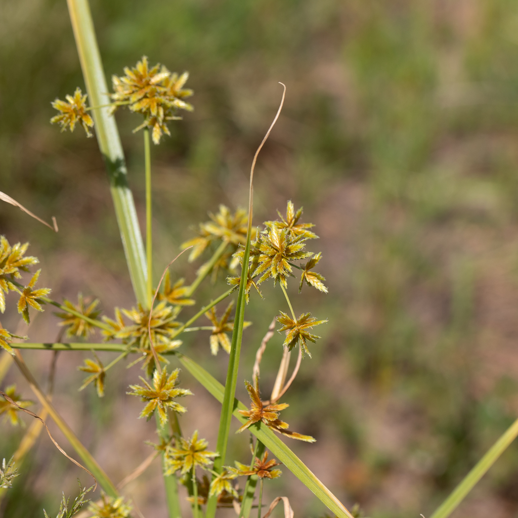 Stiff-leaved Flat-sedge from Arcoona SA 5720, Australia on March 3 ...