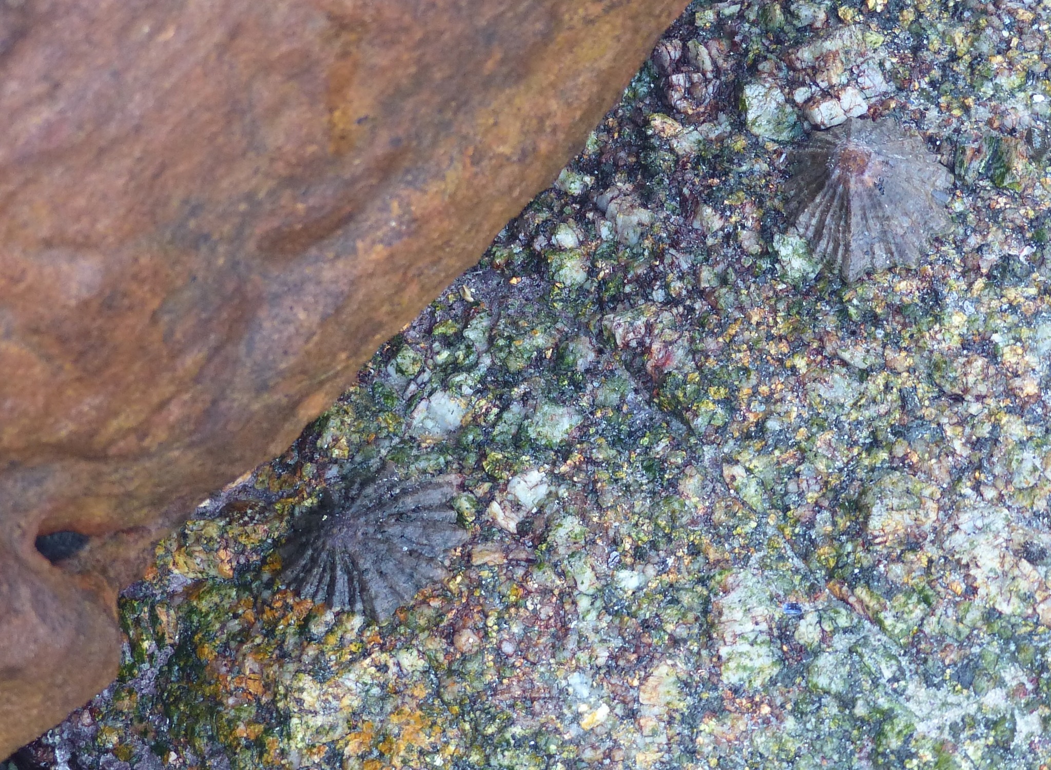 Cymbula oculus (Born, 1778)