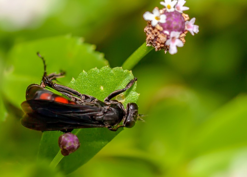 American Blue-black Spider Wasp from 20624 Maxim Pkwy, Orlando, FL ...