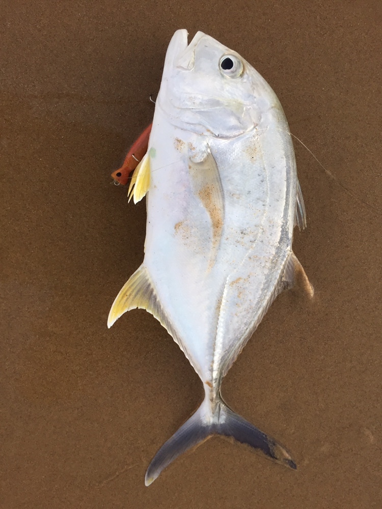 Giant Trevally from Mission Beach, Wongaling Beach, QLD, AU on May 5 ...