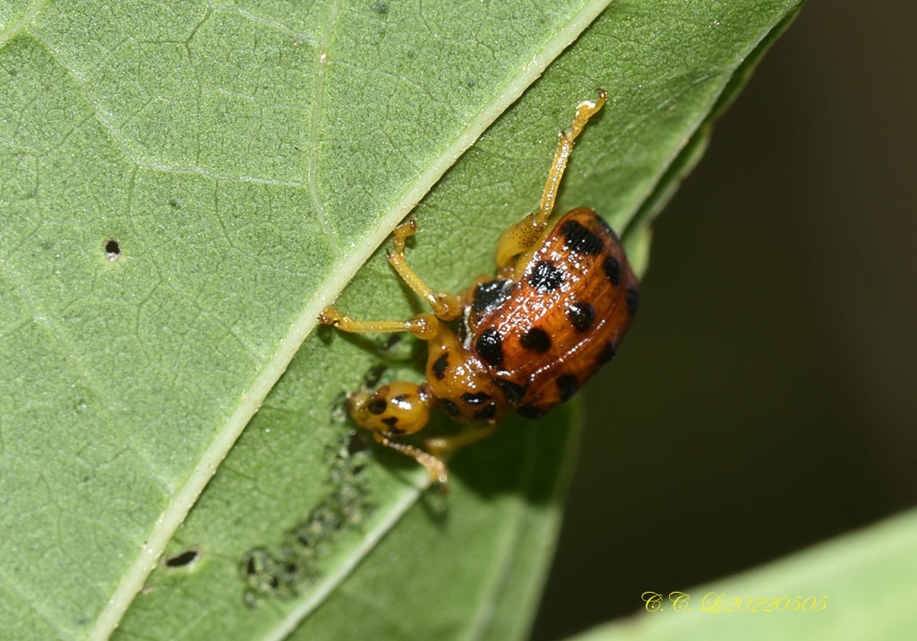 Agomadaranus pardaloides (Voss, 1924)