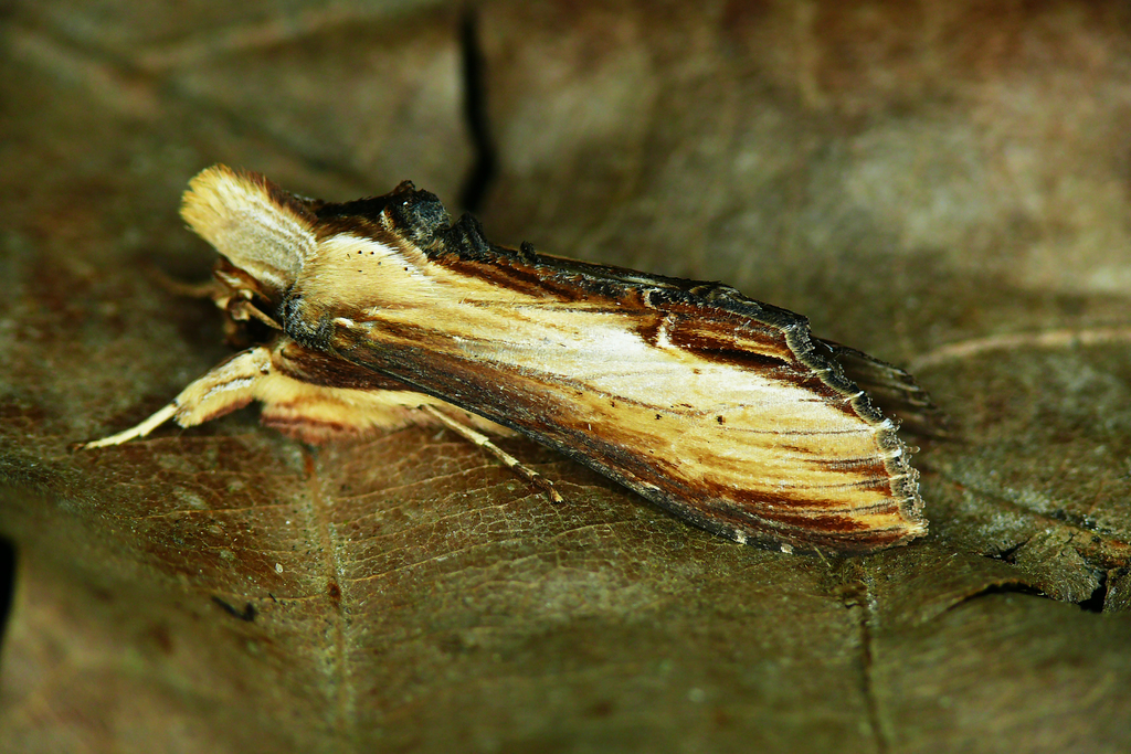 Mullein Moth (Insects of Jaén, AN, ES) · iNaturalist