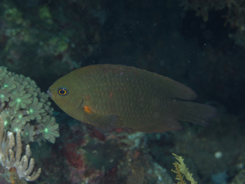 Cross's Damselfish (Neoglyphidodon crossi) - Marine Life Identification