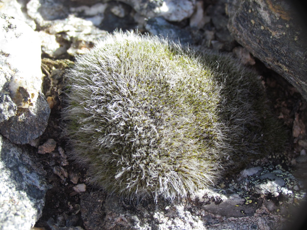 Grey-cushioned Grimmia from Cardrona, New Zealand on May 03, 2022 at 12 ...