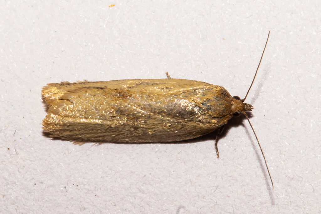 Yellow Field Bell Moth from Ranfurly, New Zealand on May 5, 2022 at 06: ...