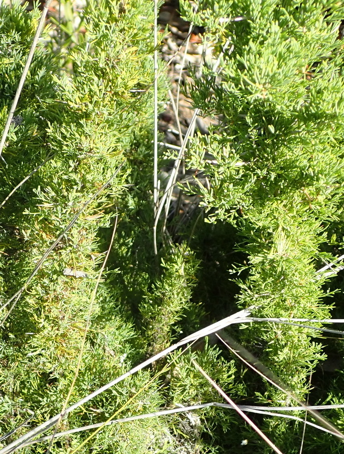 Catthorn Asparagus from Endlovana, South Cape DC, South Africa on April ...