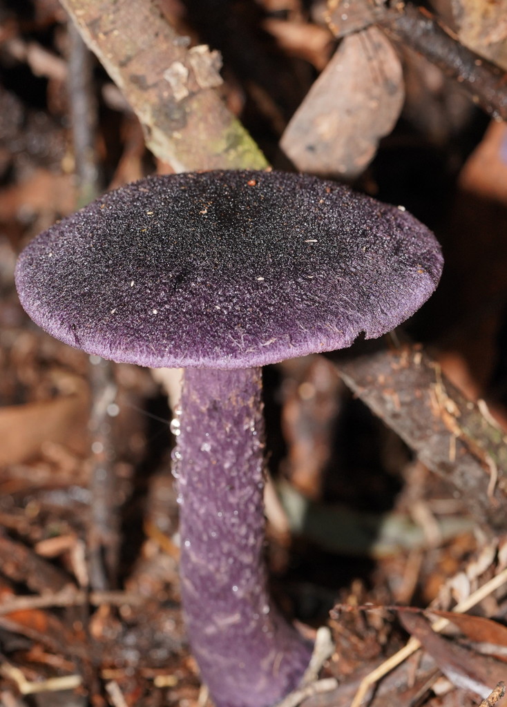 Webcaps from Powelltown VIC 3797, Australia on May 02, 2022 at 02:05 PM ...