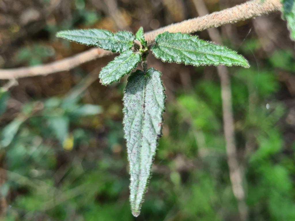 Hemp Bush from Pialligo ACT 2609, Australia on May 5, 2022 at 12:08 PM ...