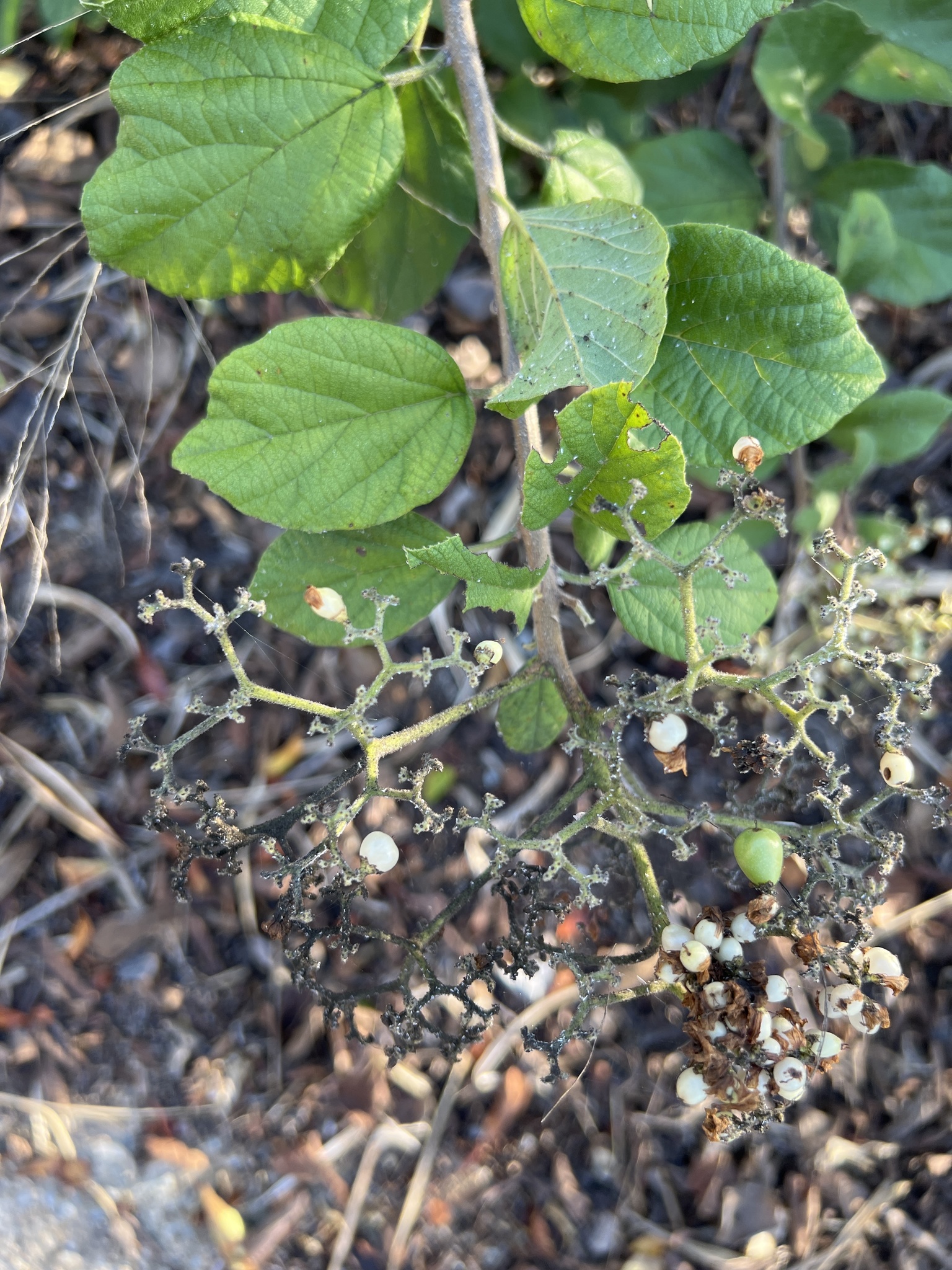 Cordia dentata Poir.