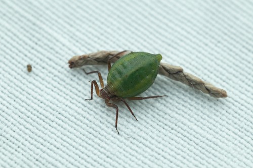 Cinara pectinatae · iNaturalist