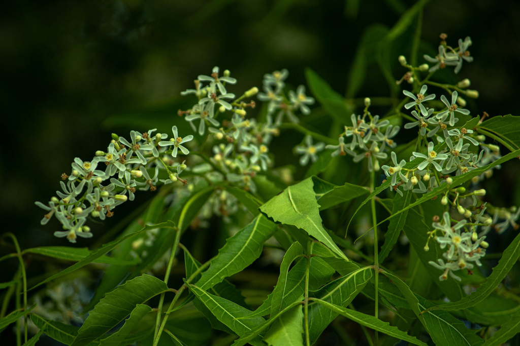 Neem from Isla del Carmen, Ciudad del Carmen, CAMP, MX on May 1, 2022 ...