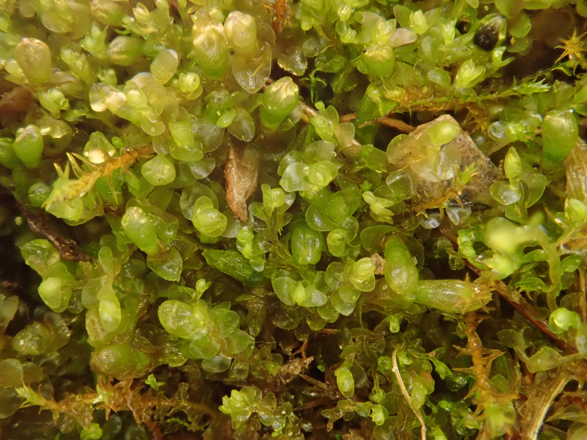 Jungermannia L.