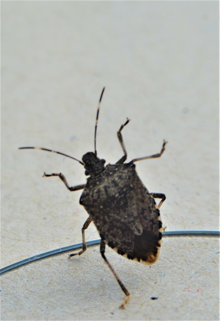Brown Marmorated Stink Bug from Sonnenberg, 65193 Wiesbaden ...