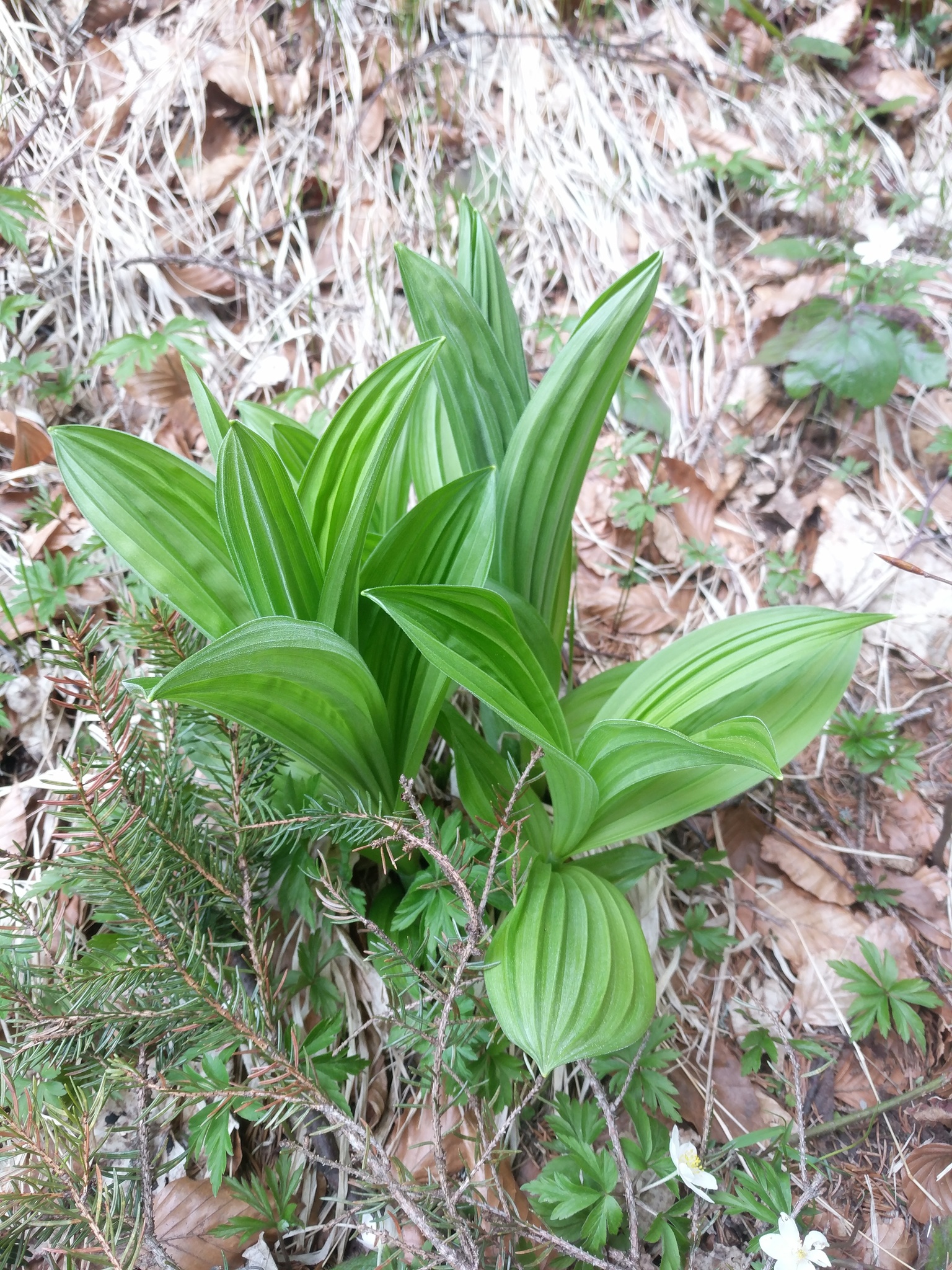 Veratrum album L.