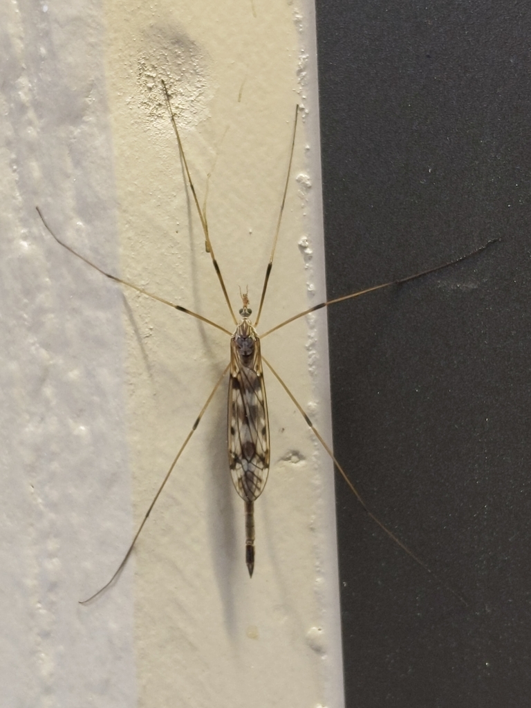 Tipula longiventris from Laurel, DE 19956, USA on May 5, 2022 at 09:44 ...