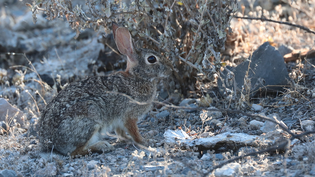 Desert Cottontail from Bustamante, N.L., México on June 10, 2018 at 08: ...