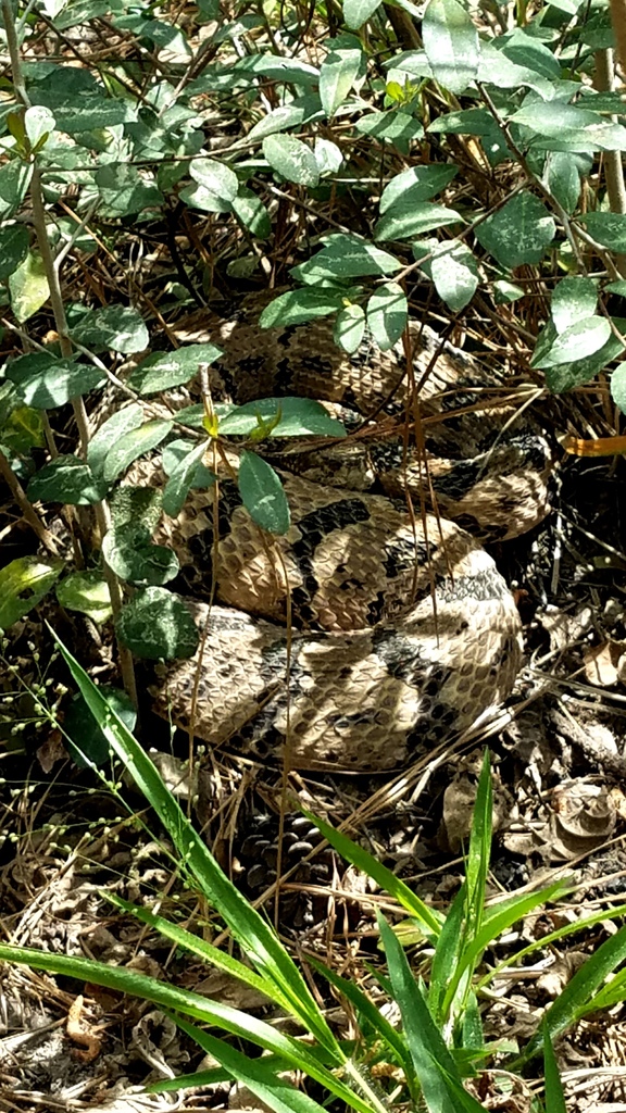Timber Rattlesnake from Montgomery County, TX, USA on March 27, 2018 at ...