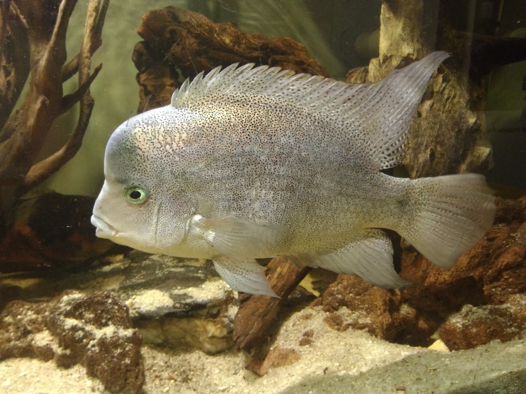 White Cichlid (Maskaheros argenteus) - Marine Life Identification