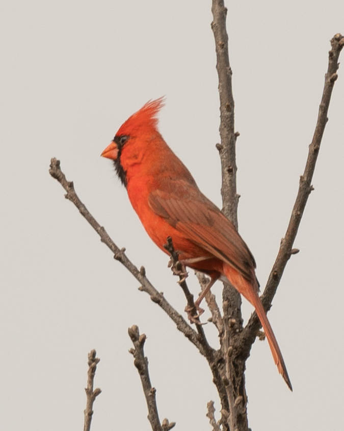 Northern Cardinal in May 2022 by Tracey Fandre · iNaturalist